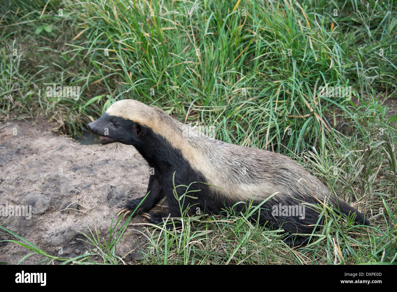 african honey badger or Mellivora capensis Stock Photo - Alamy