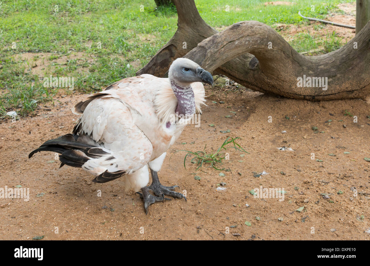 vulture in nature park south africa Stock Photo - Alamy