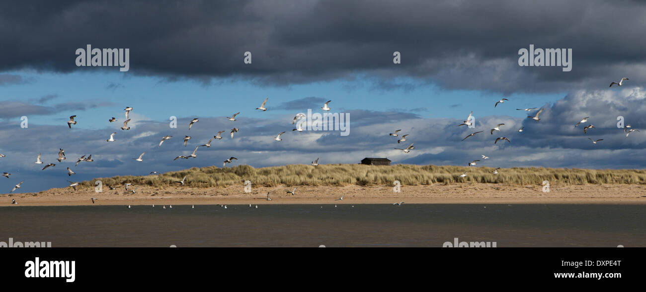 Sea water birds hi-res stock photography and images - Alamy
