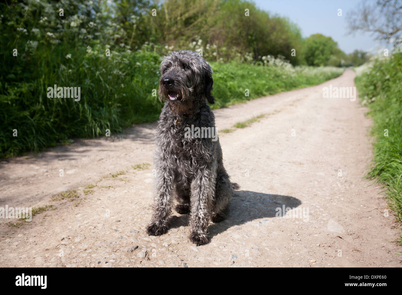 Labradoodle side view hi-res stock photography and images - Alamy