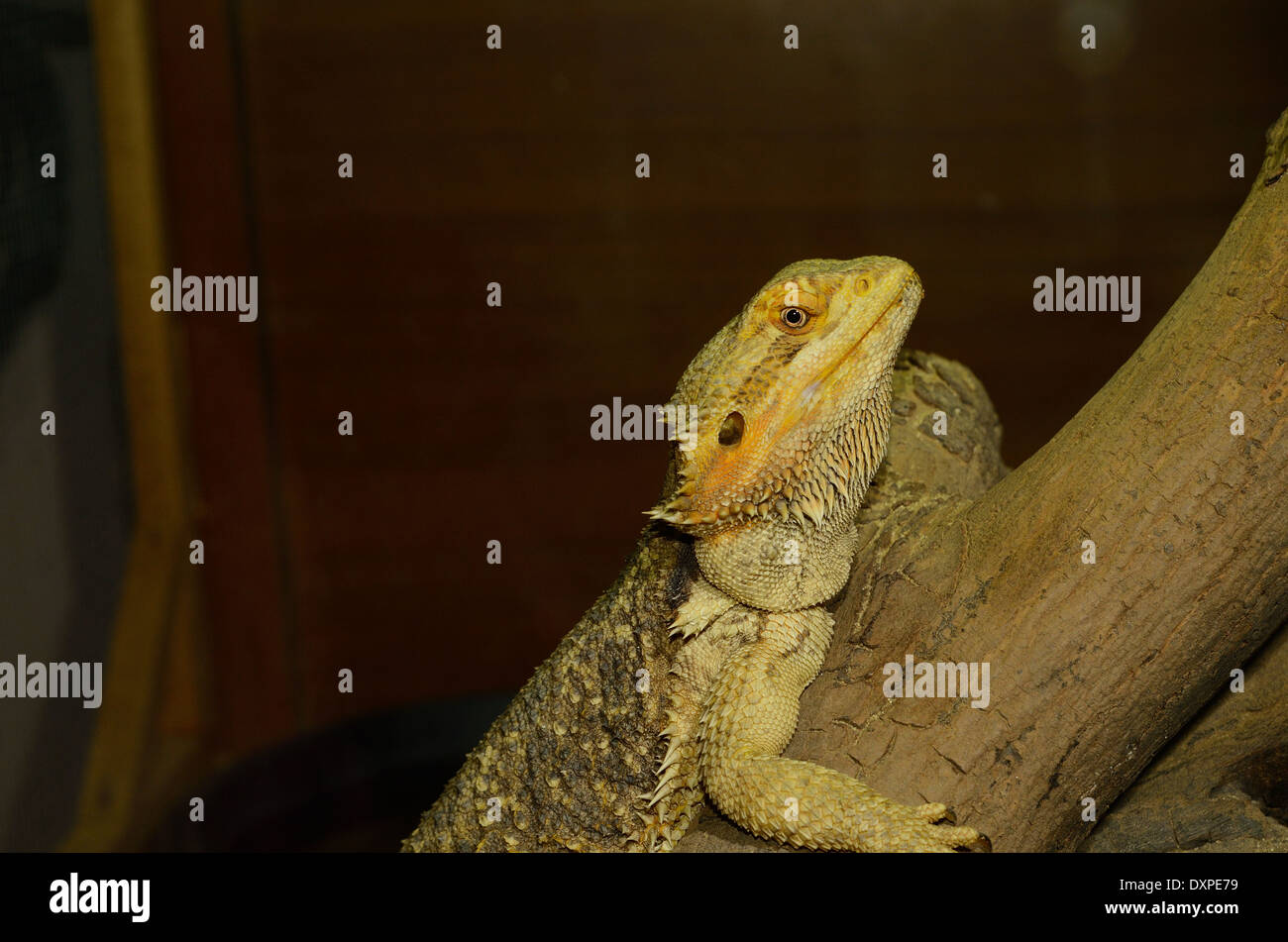 Adult bearded dragon hi-res stock photography and images - Alamy