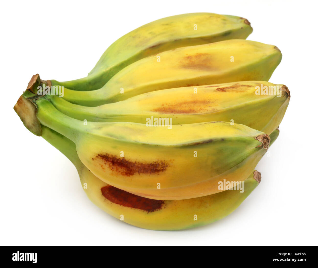 Musa balbisiana – A wild banana of Southeast Asia Stock Photo - Alamy
