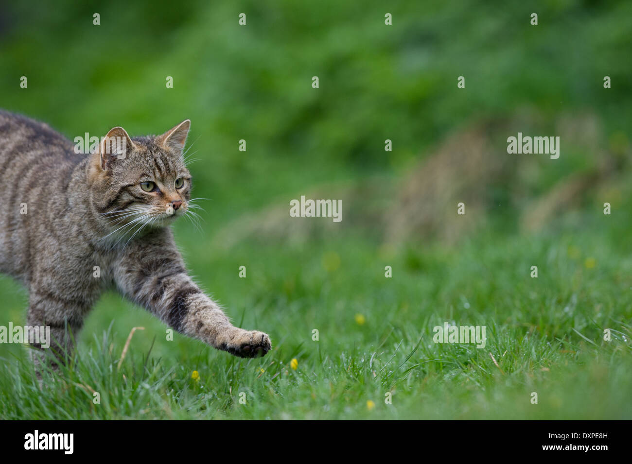 Scottish Wildcat Running High Resolution Stock Photography and Images ...