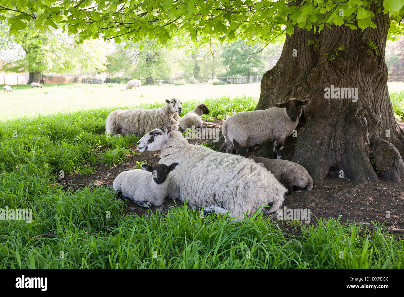 Sheep and lambs shelter from the sun under a tree in England Stock ...