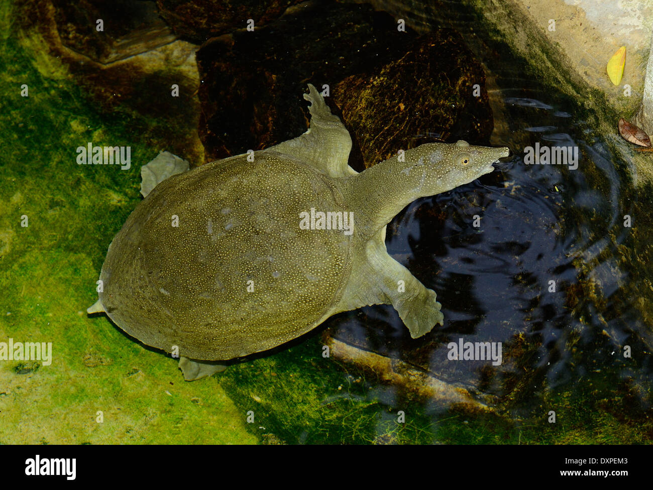 beautiful Chinese Softshelled Turtle (Pelodiscus sinensis) in terrarium ...
