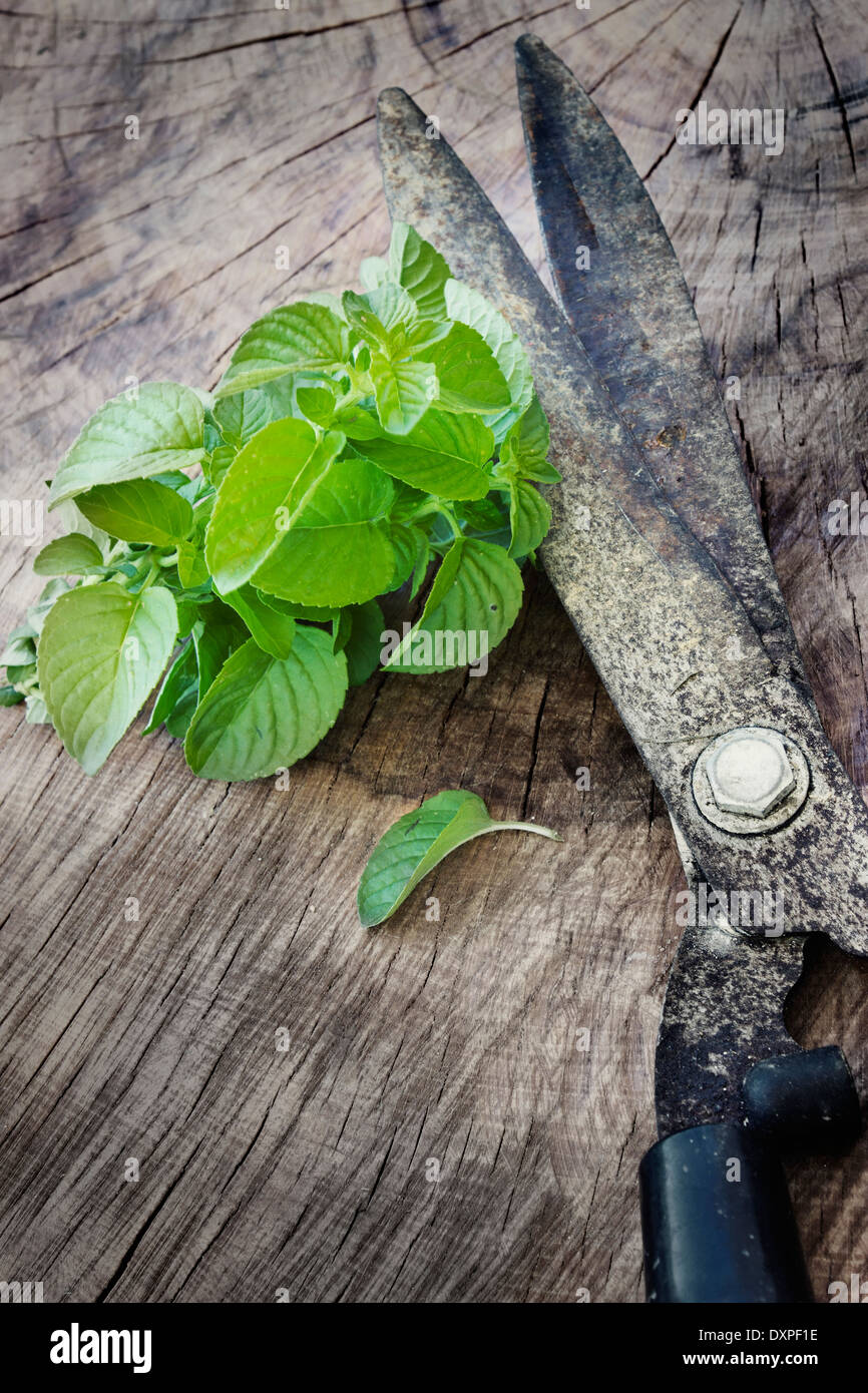 Culinary herb herbs hi-res stock photography and images - Alamy