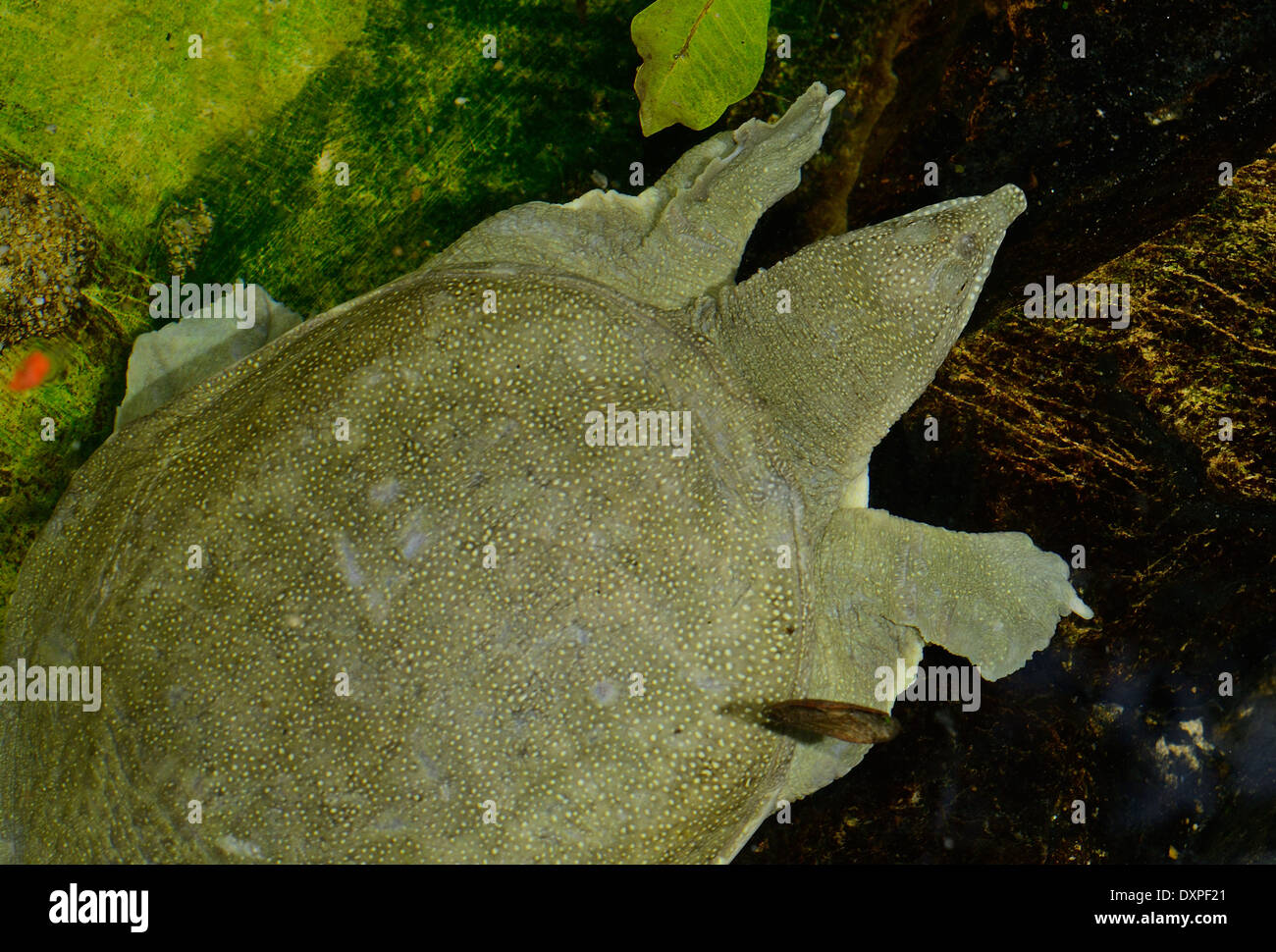 beautiful Chinese Softshelled Turtle (Pelodiscus sinensis) in terrarium ...