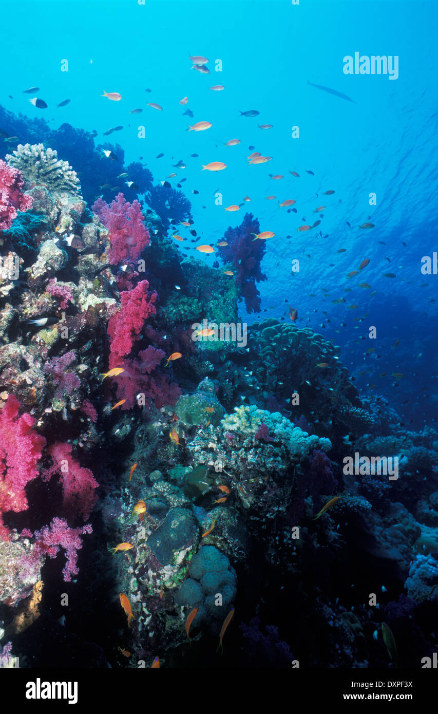 Red sea coral reef saudi hi-res stock photography and images - Alamy