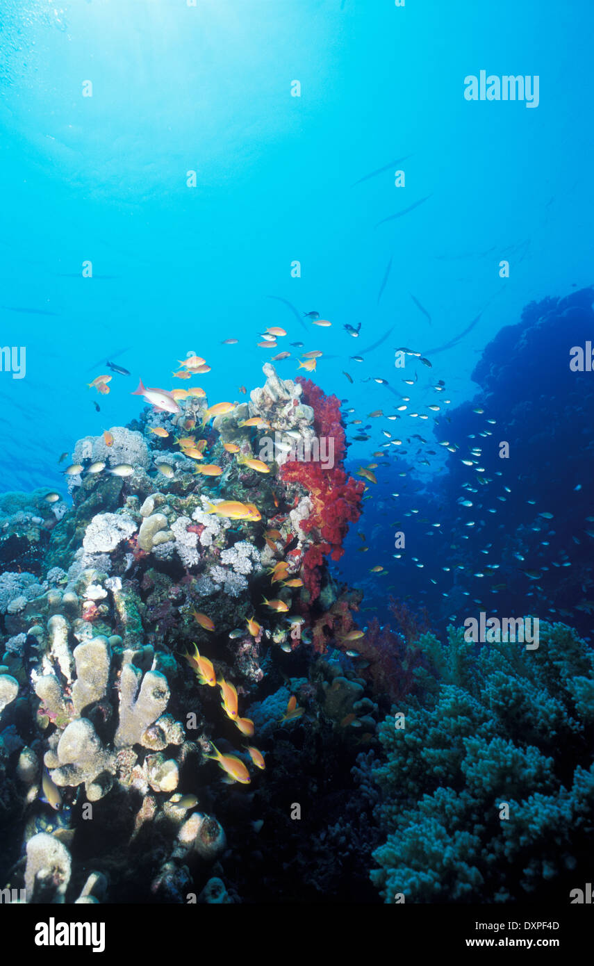 Red sea coral reef saudi hi-res stock photography and images - Alamy
