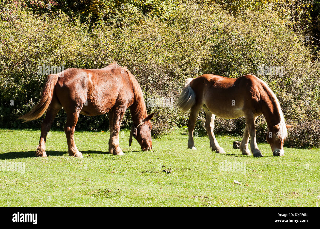 Italian stallion hi-res stock photography and images - Alamy
