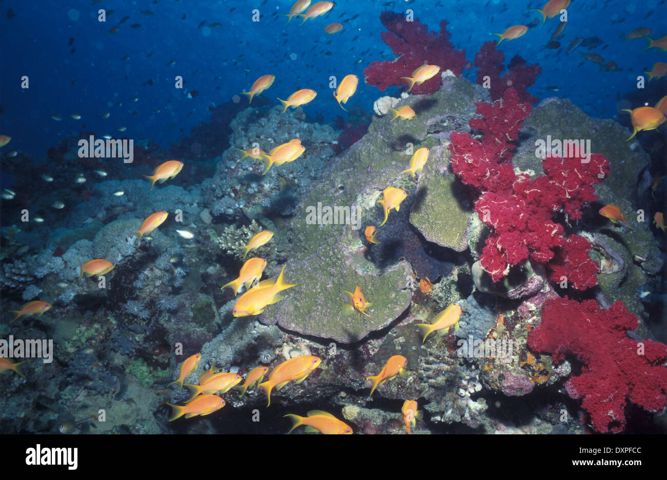 Red sea coral reef saudi hi-res stock photography and images - Alamy