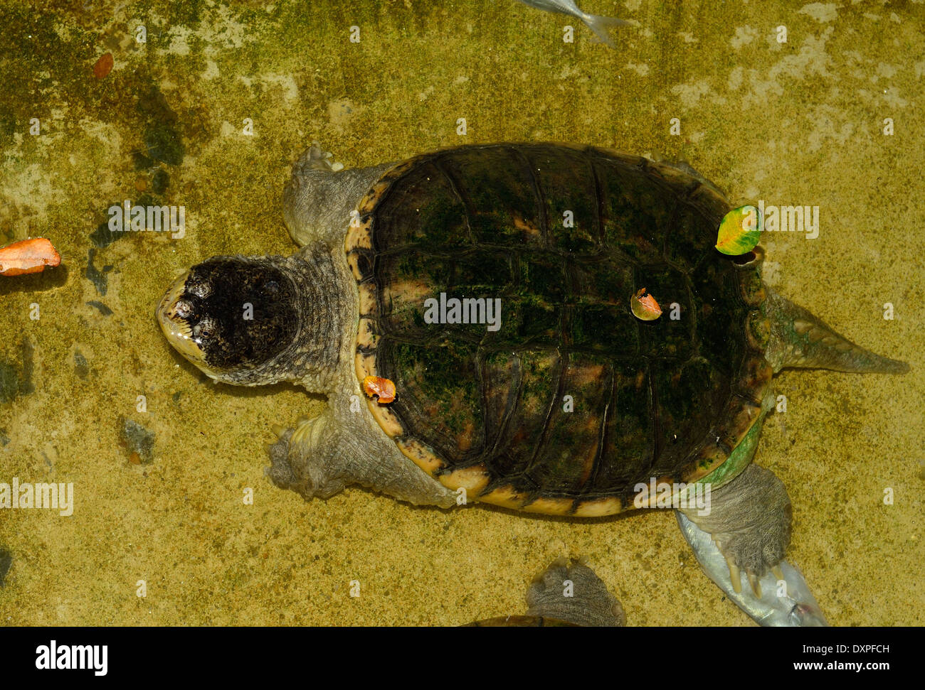 Terrapin chelydra serpentina hi-res stock photography and images - Alamy