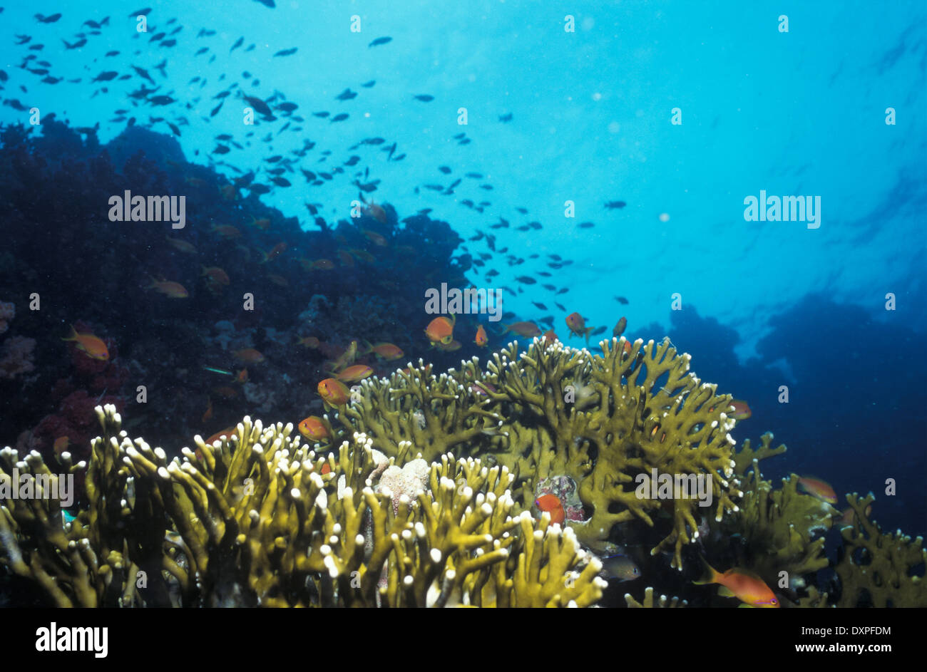 Saudi Arabia, Red Sea, Anthias on Coral reef Stock Photo - Alamy