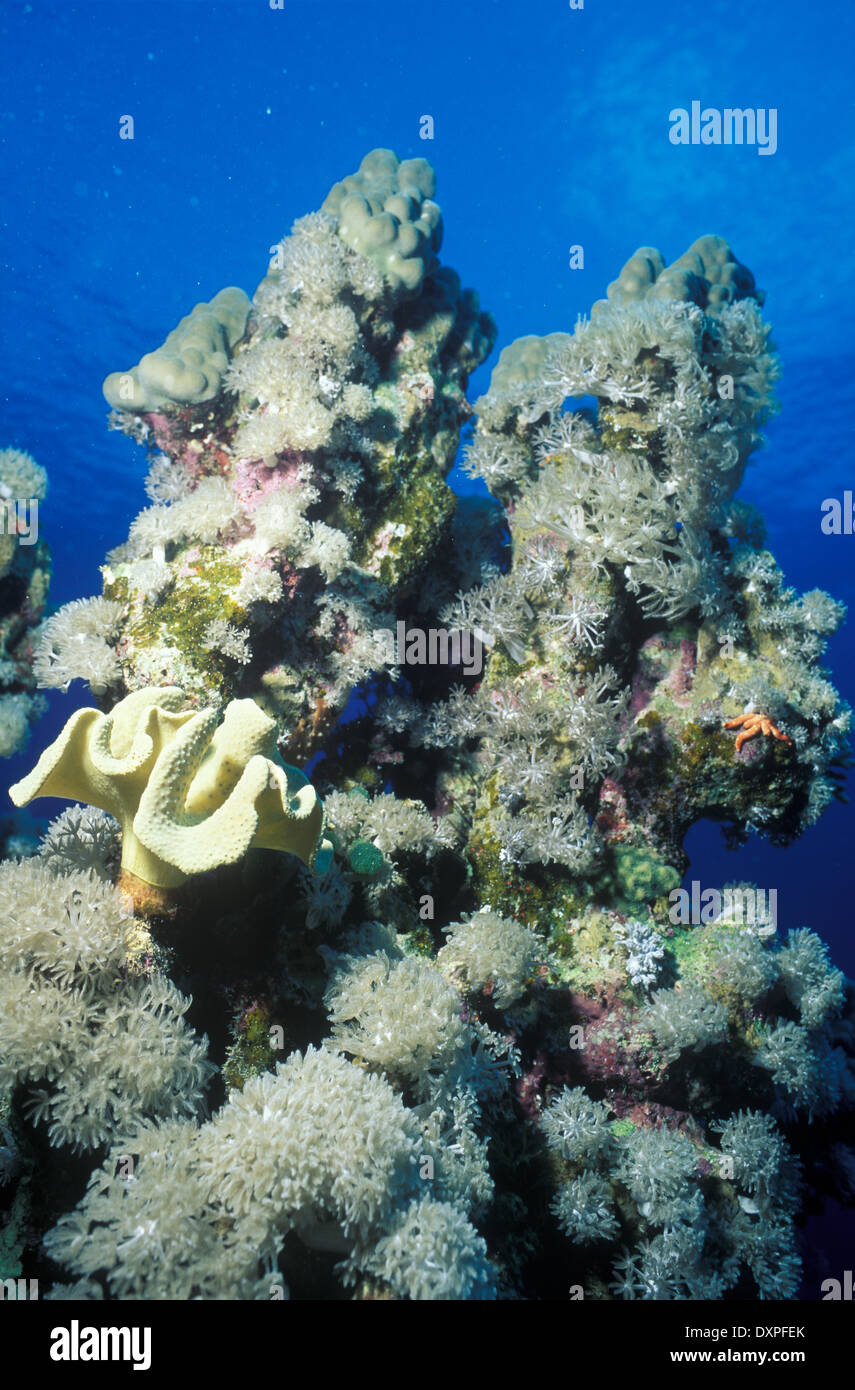 Saudi Arabia, Red Sea, Coral reef Stock Photo - Alamy