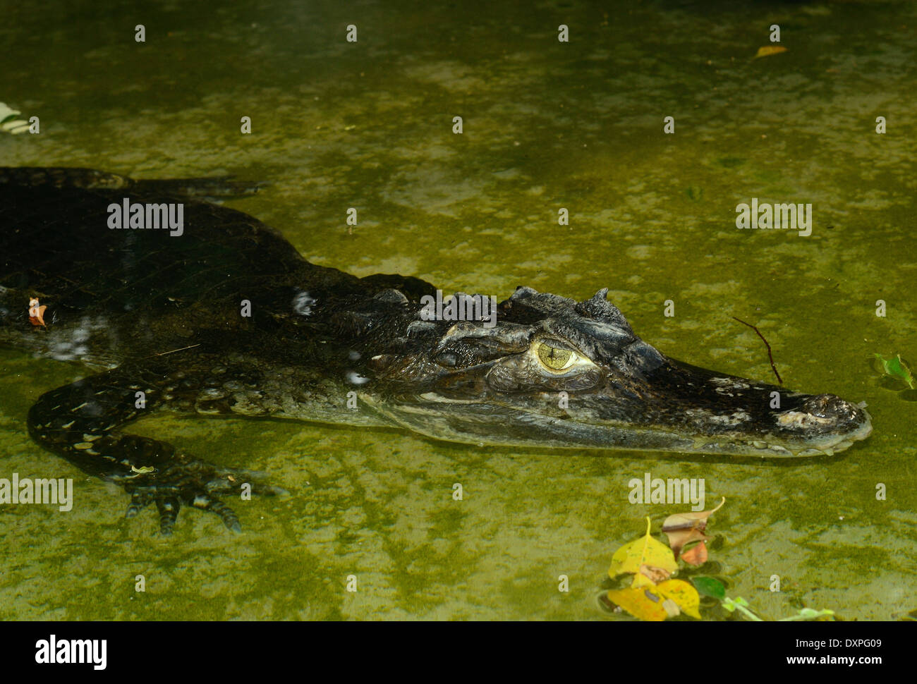 beautiful Yacare Caiman (Caiman yacare) resting in shallow pond Stock ...