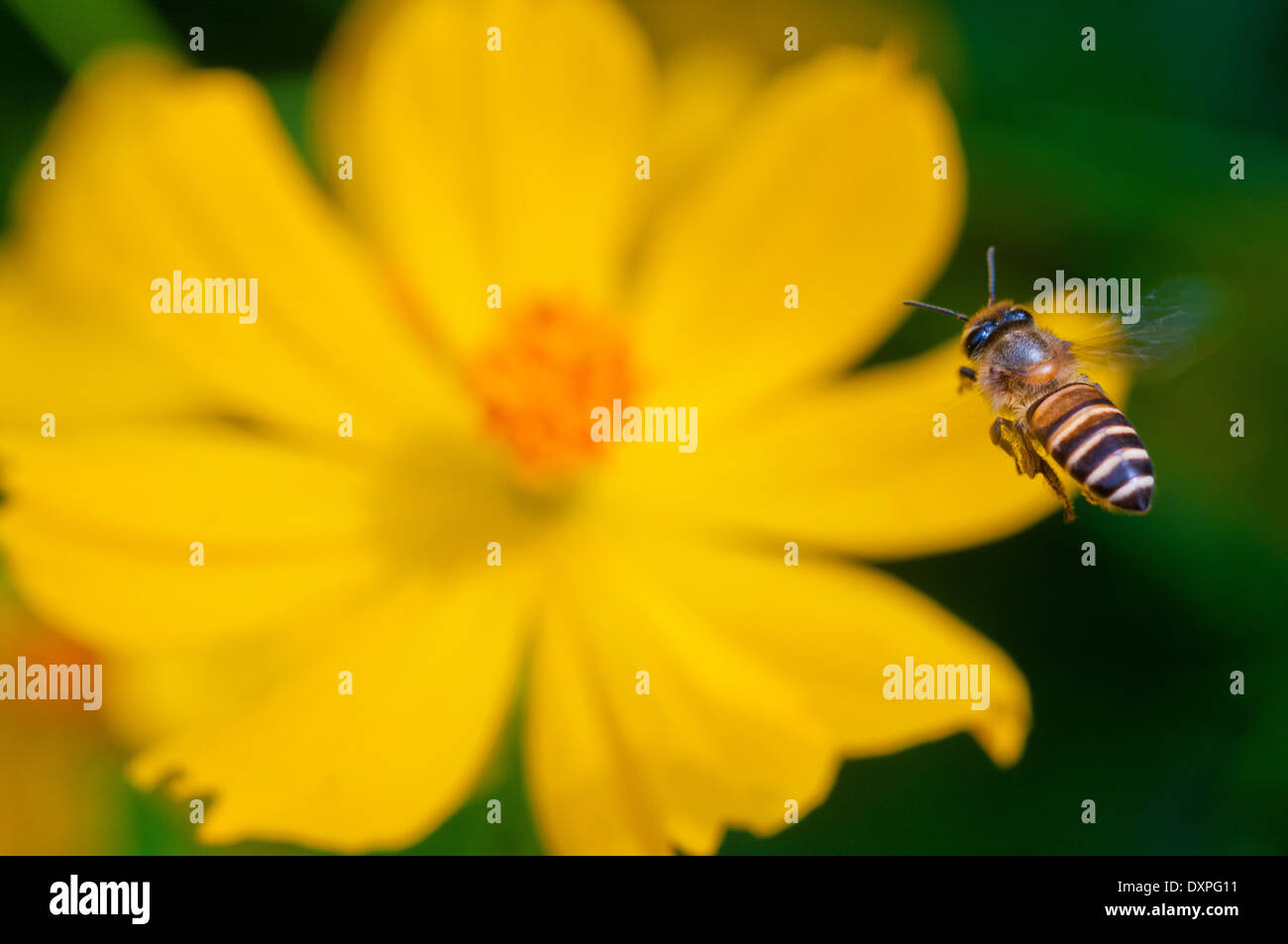 Flying bee hi-res stock photography and images - Alamy