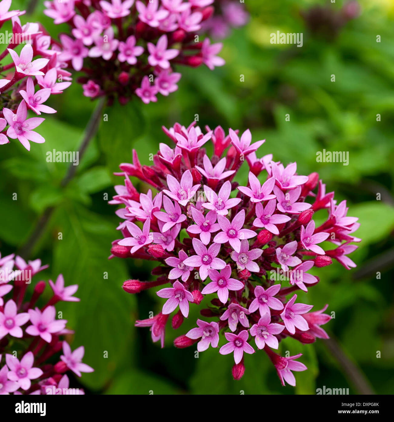 Penta flowers hi-res stock photography and images - Alamy