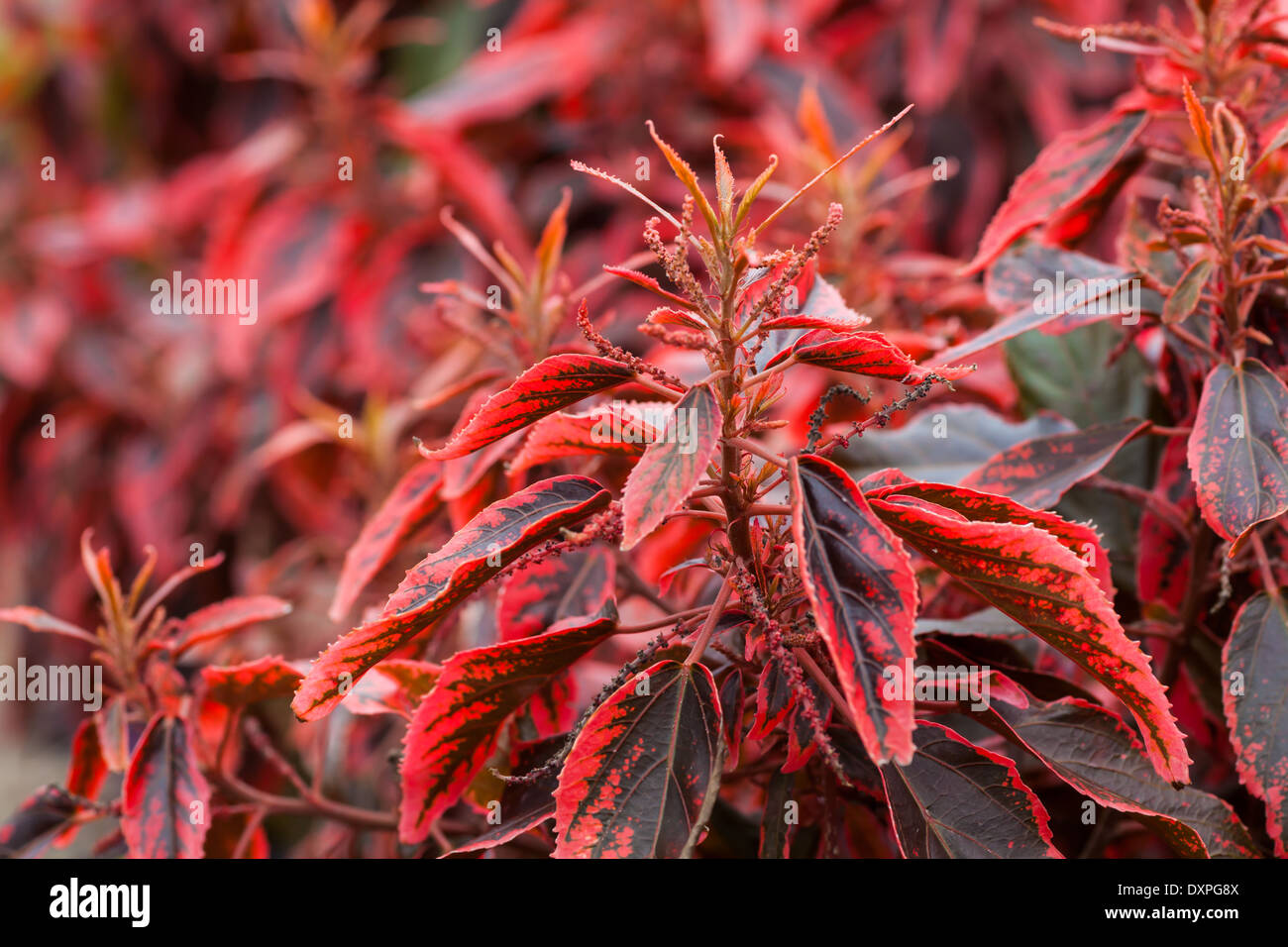 A common plant found in Bermuda, the Match me if you Can plant and ...