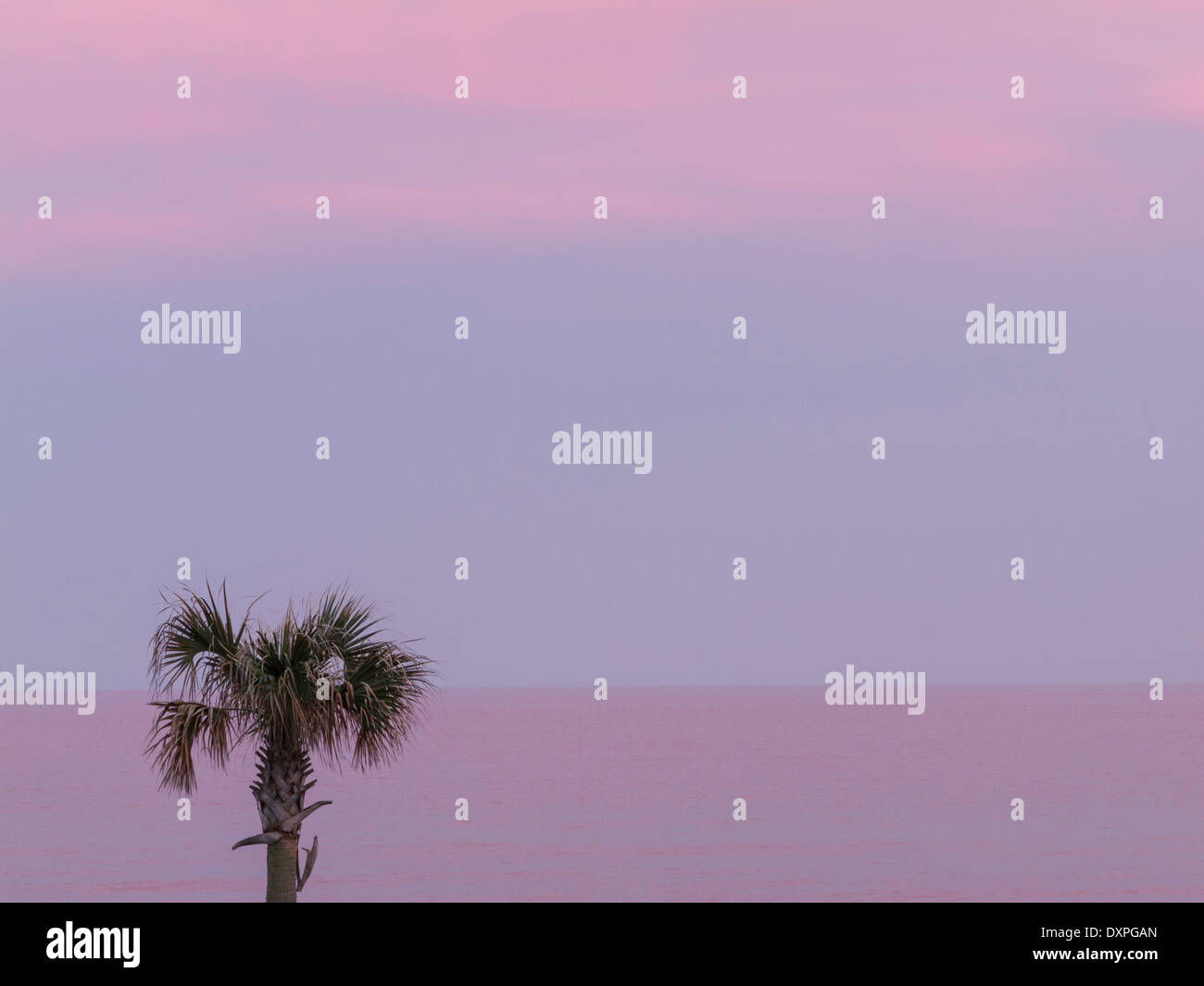 Single Palm Tree and Atlantic Ocean Sunset, Flagler Beach, Florida Stock Photo - Alamy