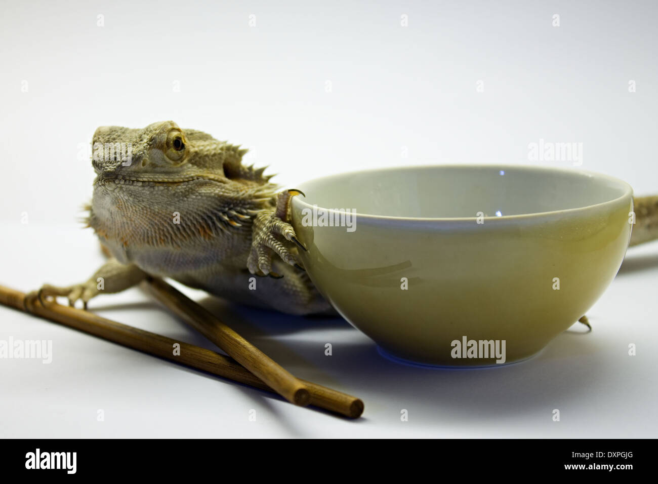 White reptile hi-res stock photography and images - Alamy