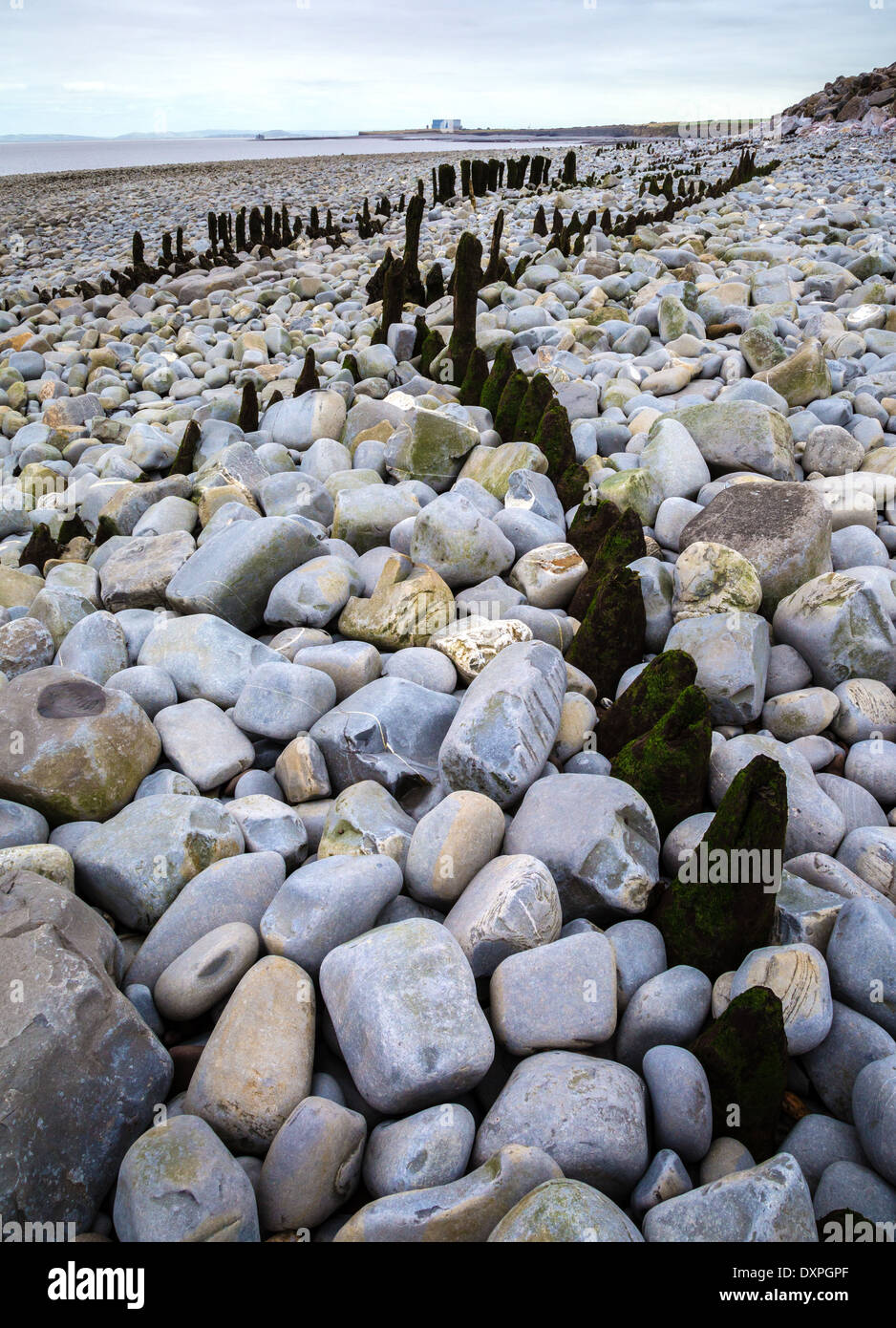Sea worn stumps of old groyne at Lilstock beach on the Bristol Channel ...