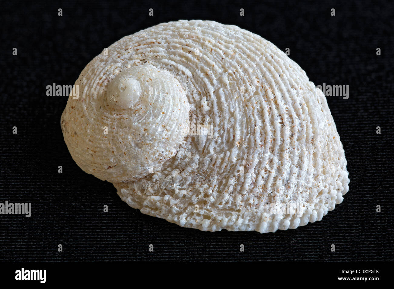 White striated spiral shell of marine snail with rapidly graduated ...