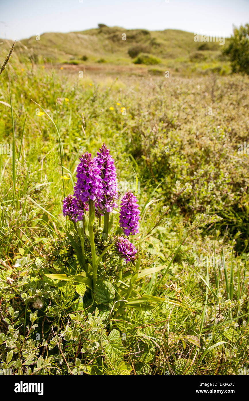 Kenfig burrows hi-res stock photography and images - Alamy