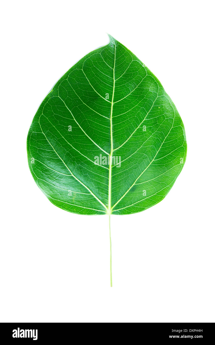 Bodhi tree leaf hi-res stock photography and images - Alamy