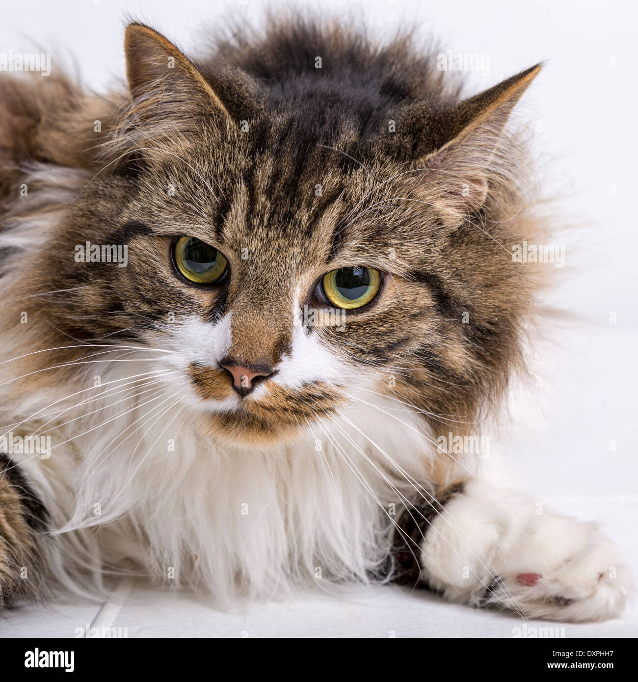 Portrait cute adult striped cat hi-res stock photography and images - Alamy