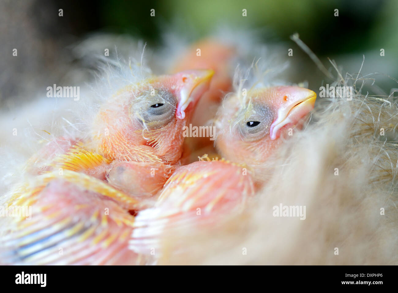 breeding birds in the nest canaries newly born Stock Photo - Alamy