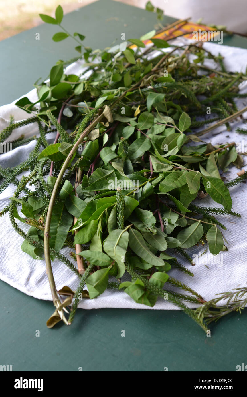 Medieval herbs hi-res stock photography and images - Alamy