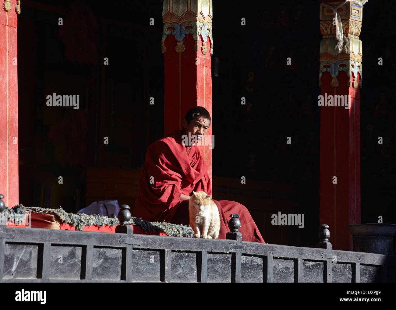 Tibetan Monk and his Cat Stock Photo - Alamy