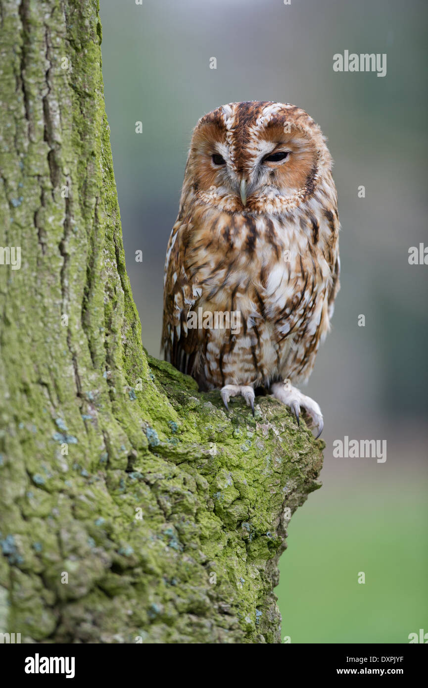 Tawny owls in tree hi-res stock photography and images - Alamy