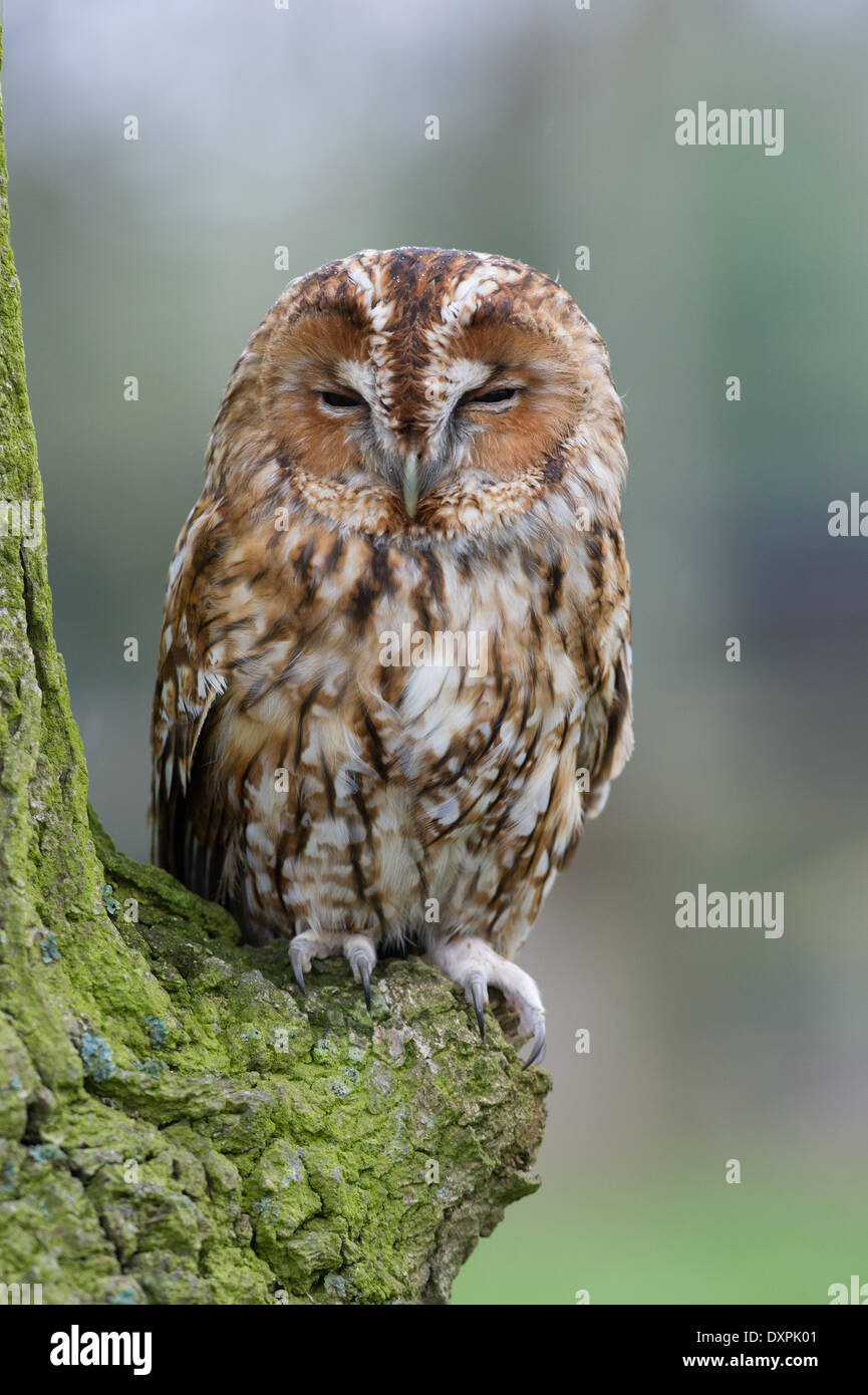 Tawny Owl (Strix aluco Stock Photo - Alamy