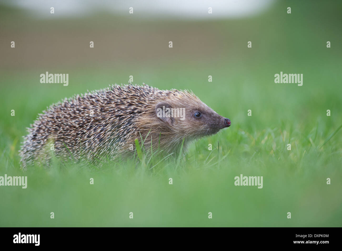 British hedgehogs hi-res stock photography and images - Alamy