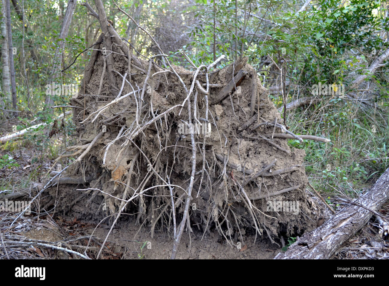 Typhoon tree hi-res stock photography and images - Alamy