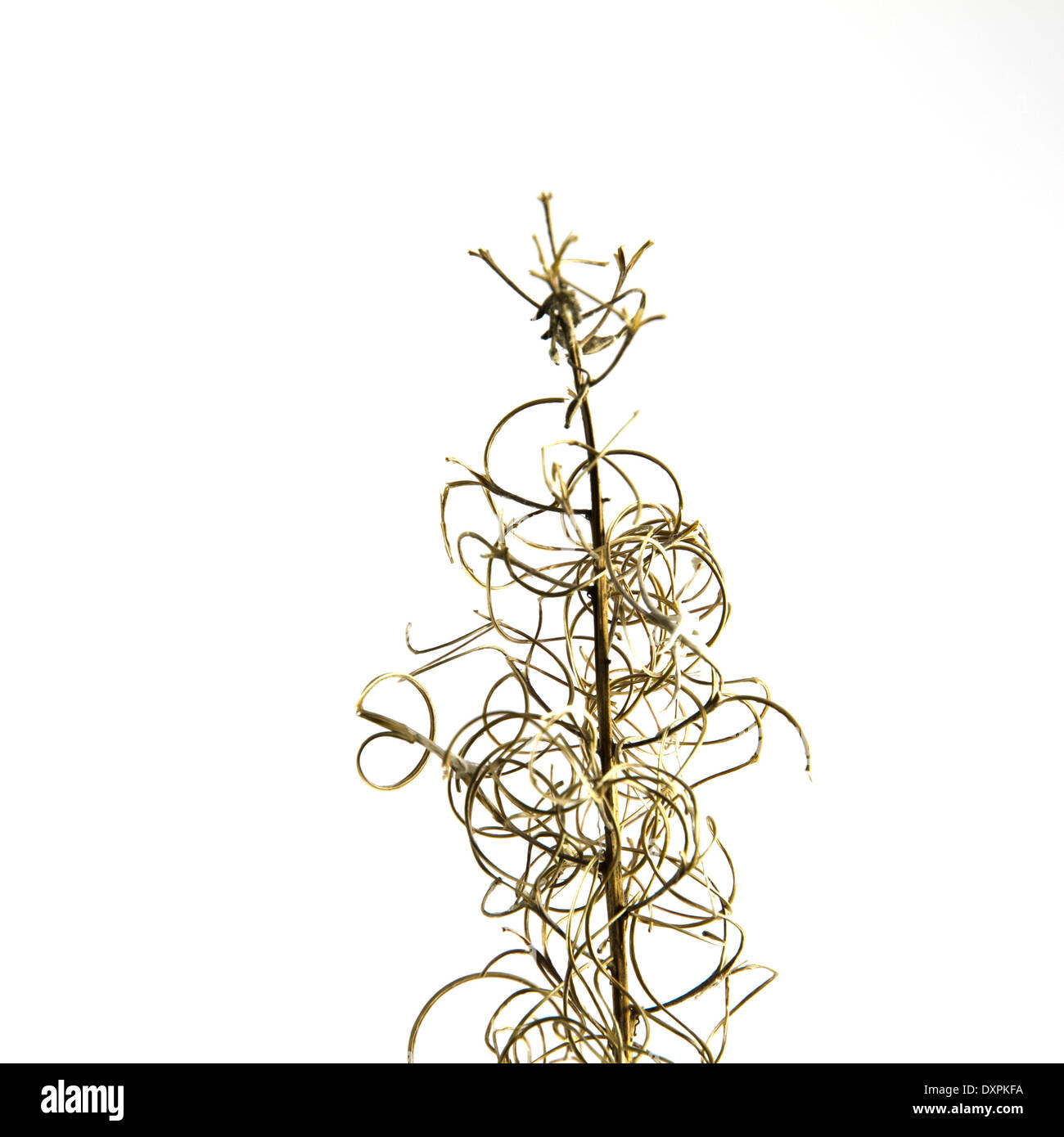 White fireweed hi-res stock photography and images - Alamy