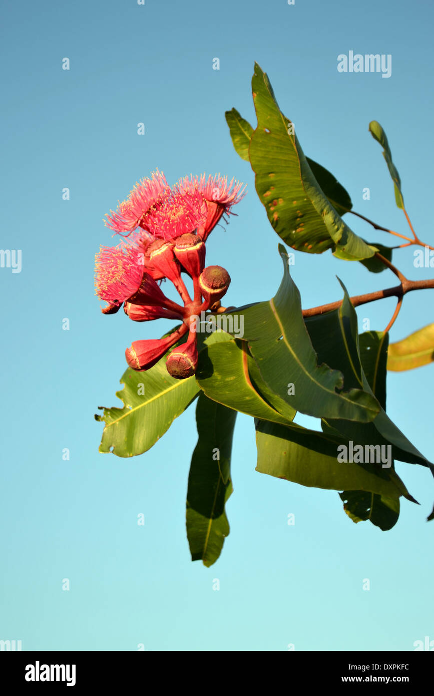 Corymbia ptychocarpa hi-res stock photography and images - Alamy