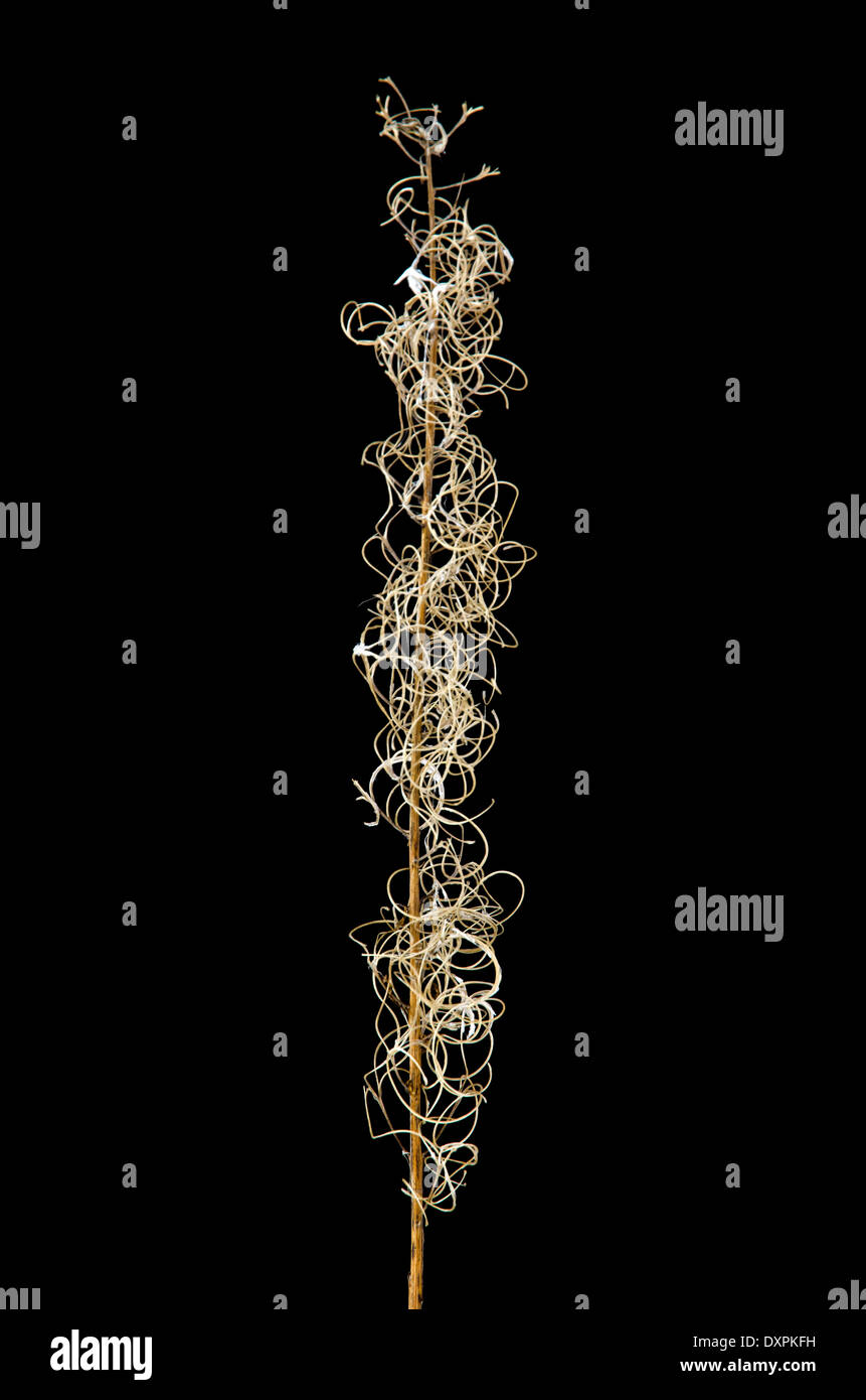 Faded Fireweed stem at black background Stock Photo - Alamy