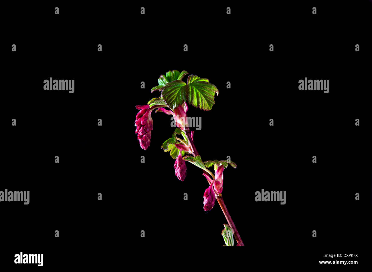 Red flowering currant buds at a black background Stock Photo - Alamy