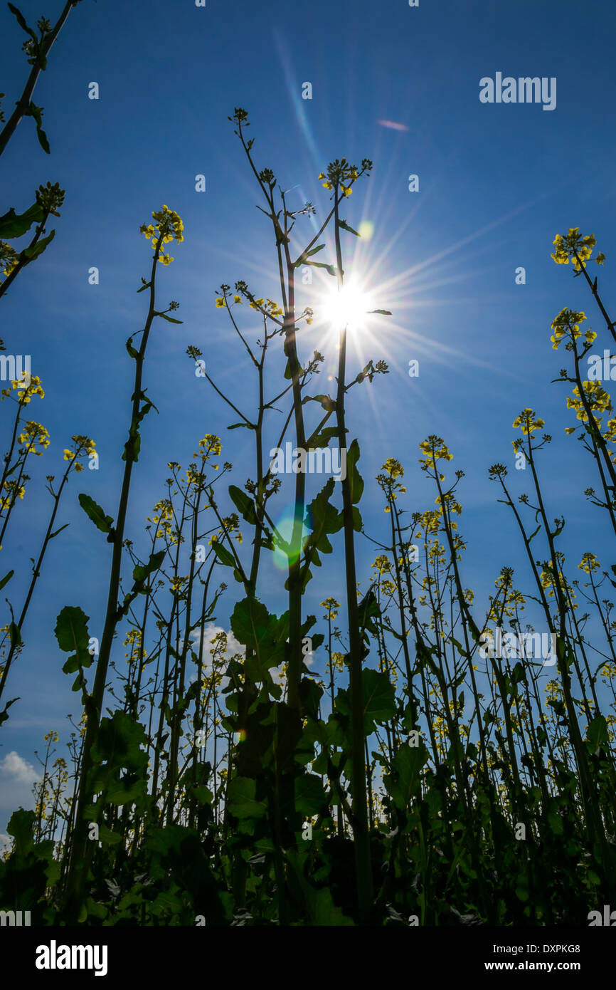 Rapeseed flowers in blossom hi-res stock photography and images - Alamy