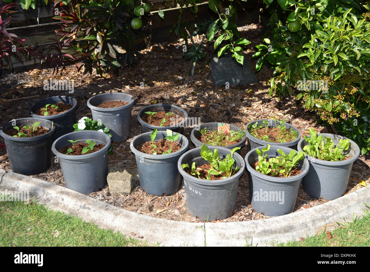 Potted herb hi-res stock photography and images - Alamy