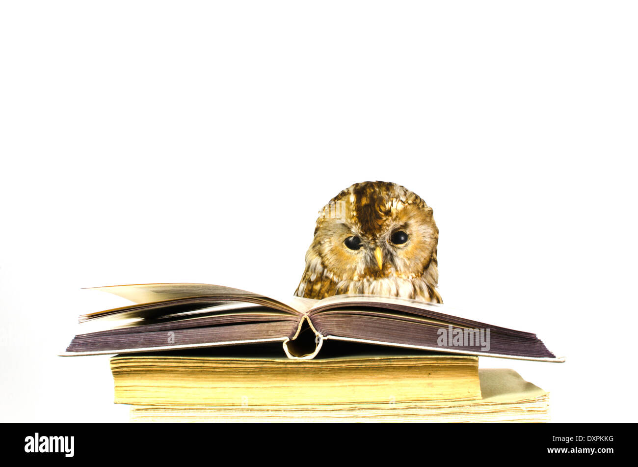Baby Owl Reading A Book