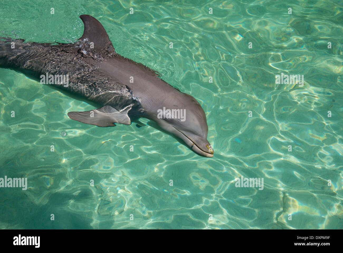 Honduras, Honduran Bay Islands, Roatan. Anthony's Key, bottlenose ...