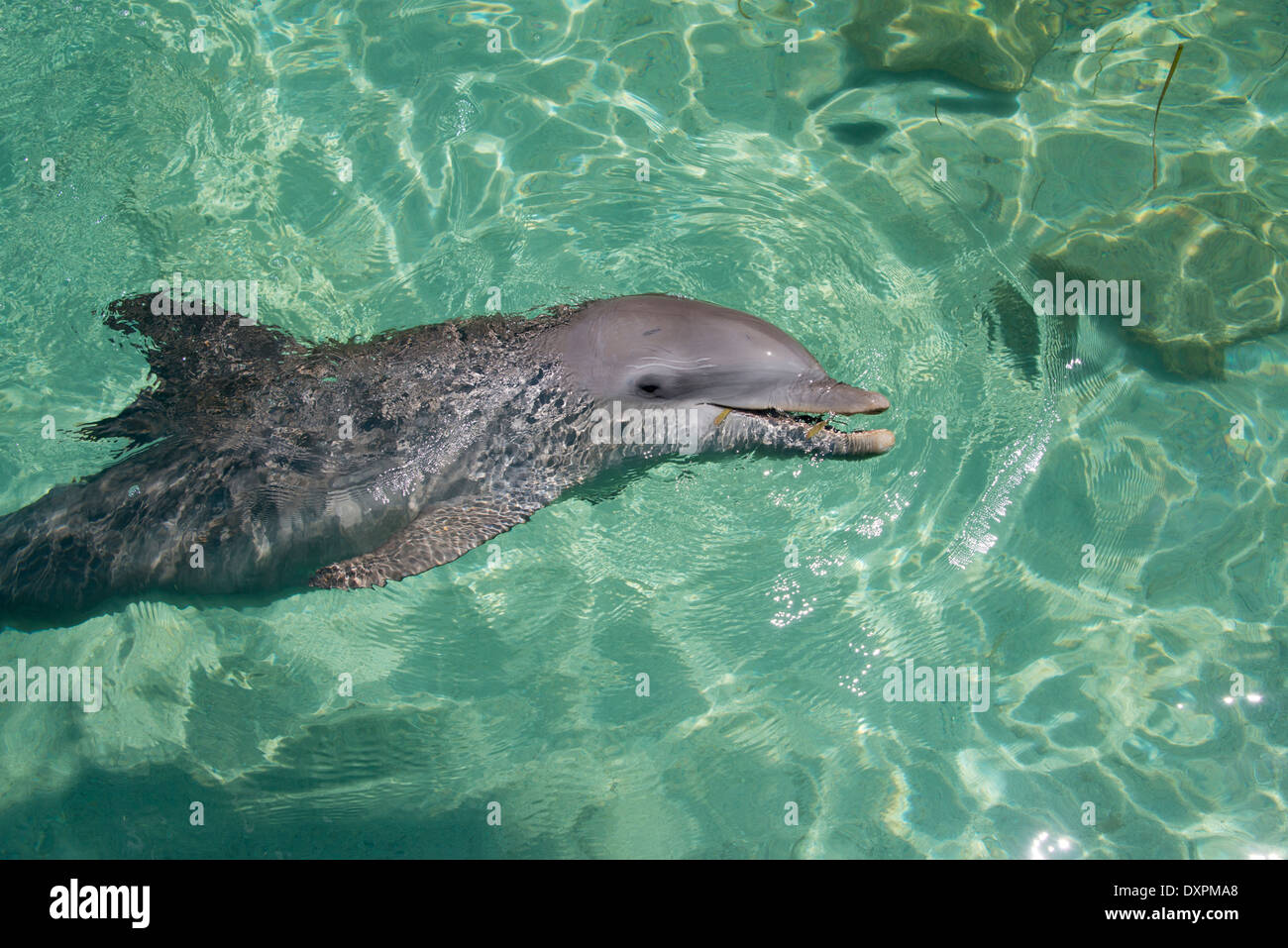 Honduras, Honduran Bay Islands, Roatan. Anthony's Key, bottlenose ...