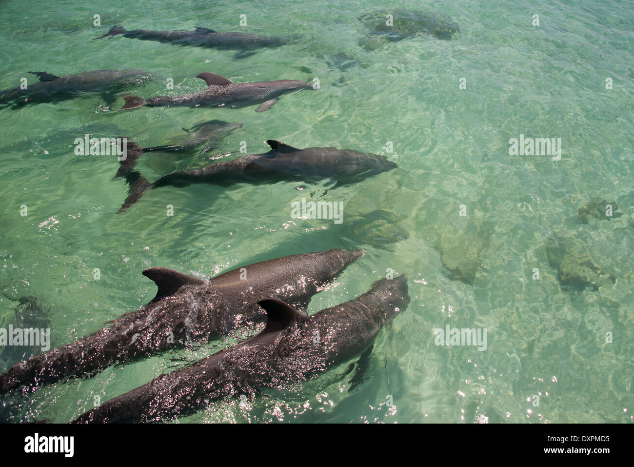 Honduras, Honduran Bay Islands, Roatan. Anthony's Key, pod of ...