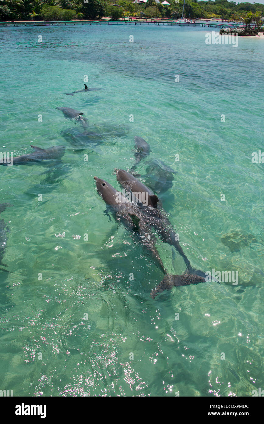 Honduras, Honduran Bay Islands, Roatan. Anthony's Key, pod of ...