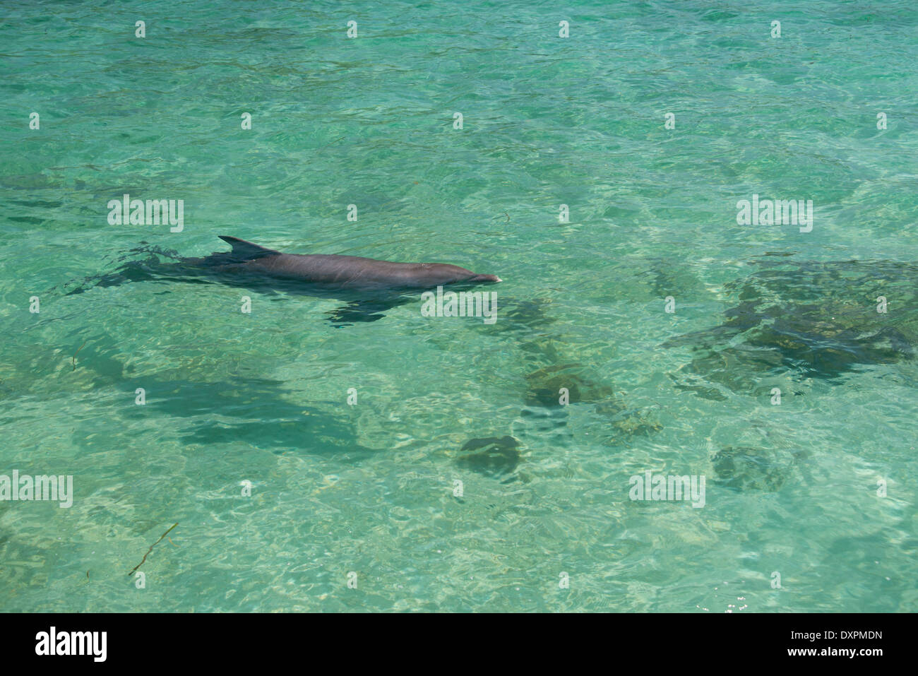 Large baileys bottle hi-res stock photography and images - Alamy
