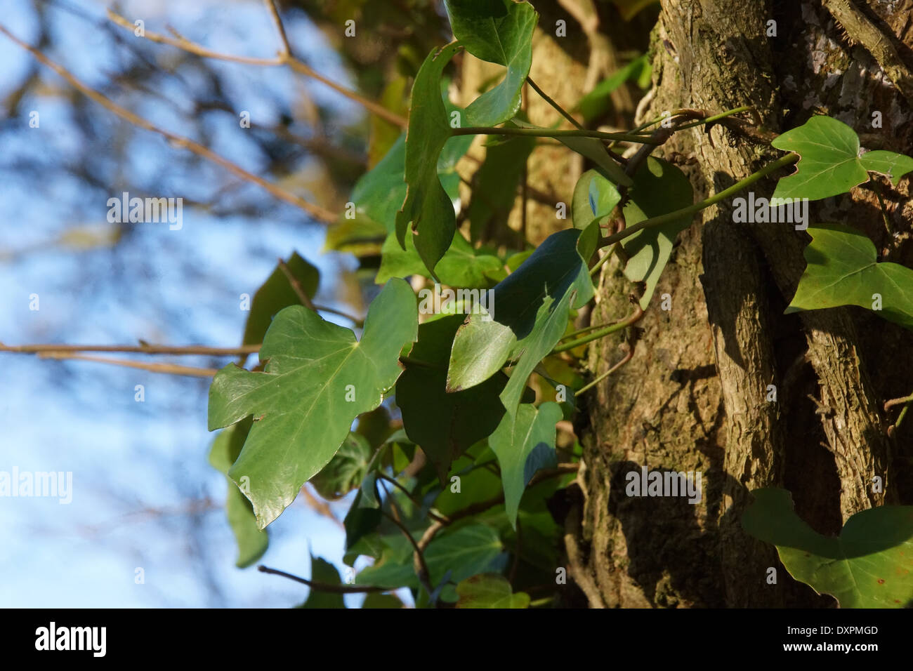 Some Springtime greenery Stock Photo - Alamy
