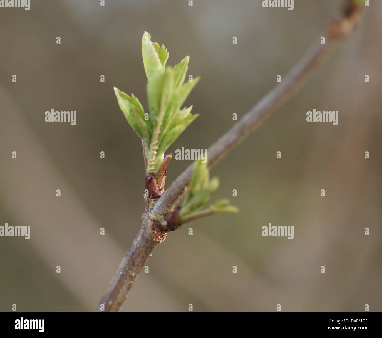 First shoots of Spring Stock Photo - Alamy